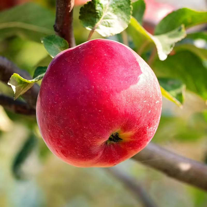 Wolf River Apple Tree For Sale | The Tree Center