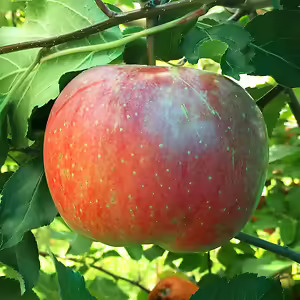 Wolf River Apple Tree For Sale | The Tree Center