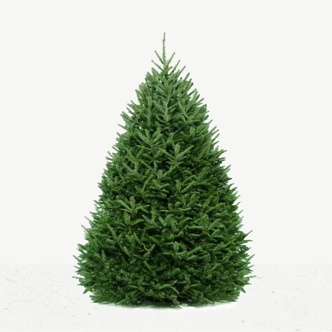Fraser Fir Christmas Tree (5-6 Feet) For Sale Online | The Tree Center