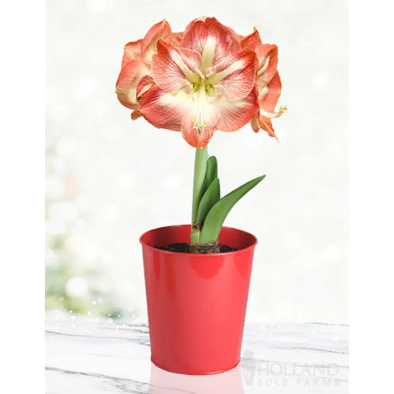 Minerva Amaryllis Kit For Sale Online | The Tree Center
