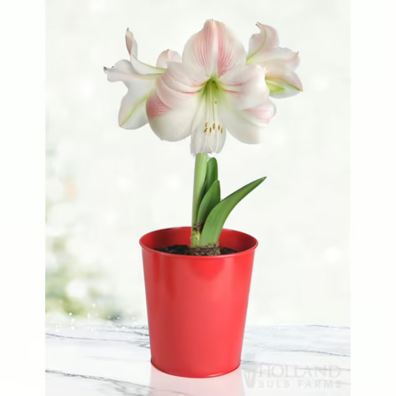 Charming Amaryllis Kit For Sale Online | The Tree Center