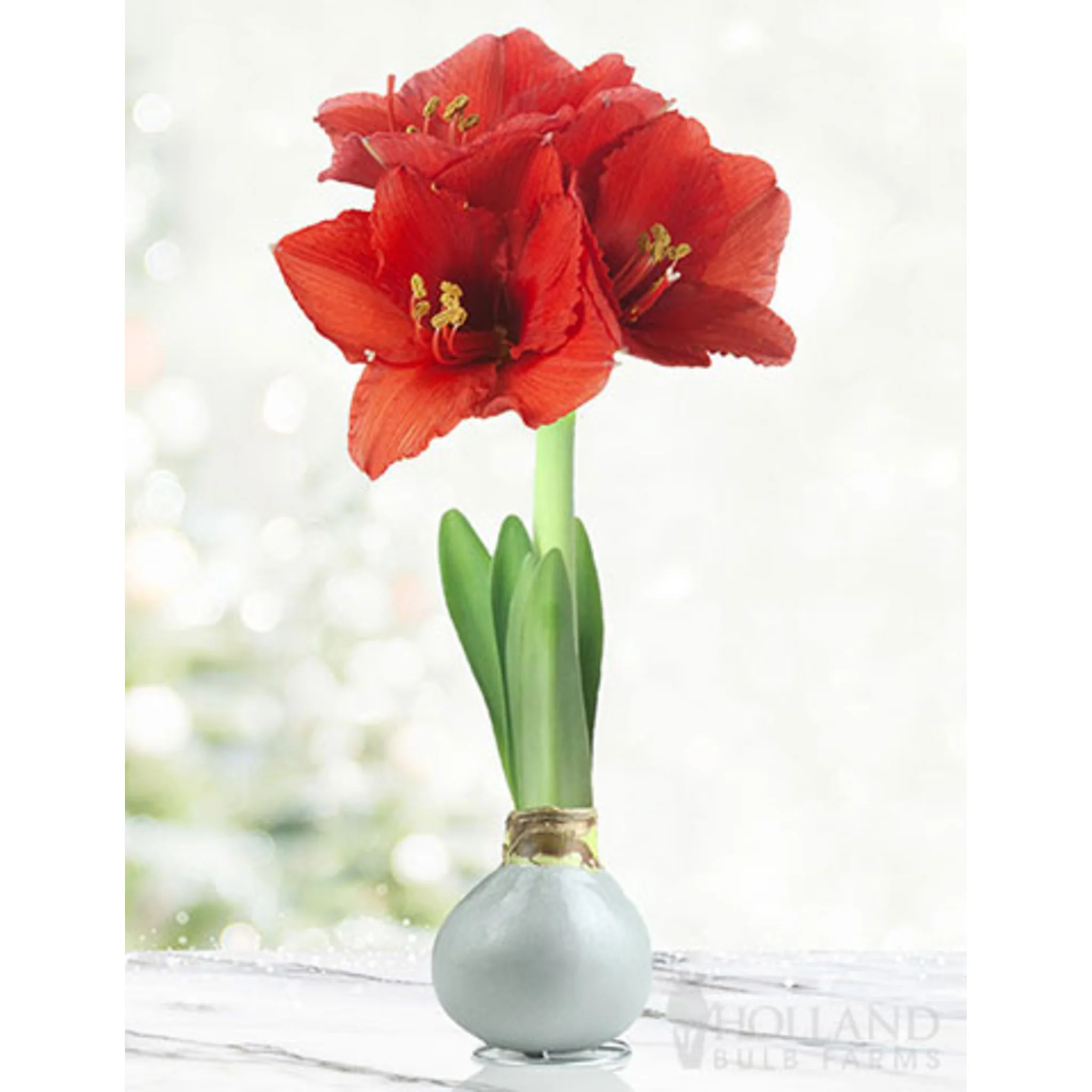 Waxed Amaryllis Bulb For Sale Online | The Tree Center