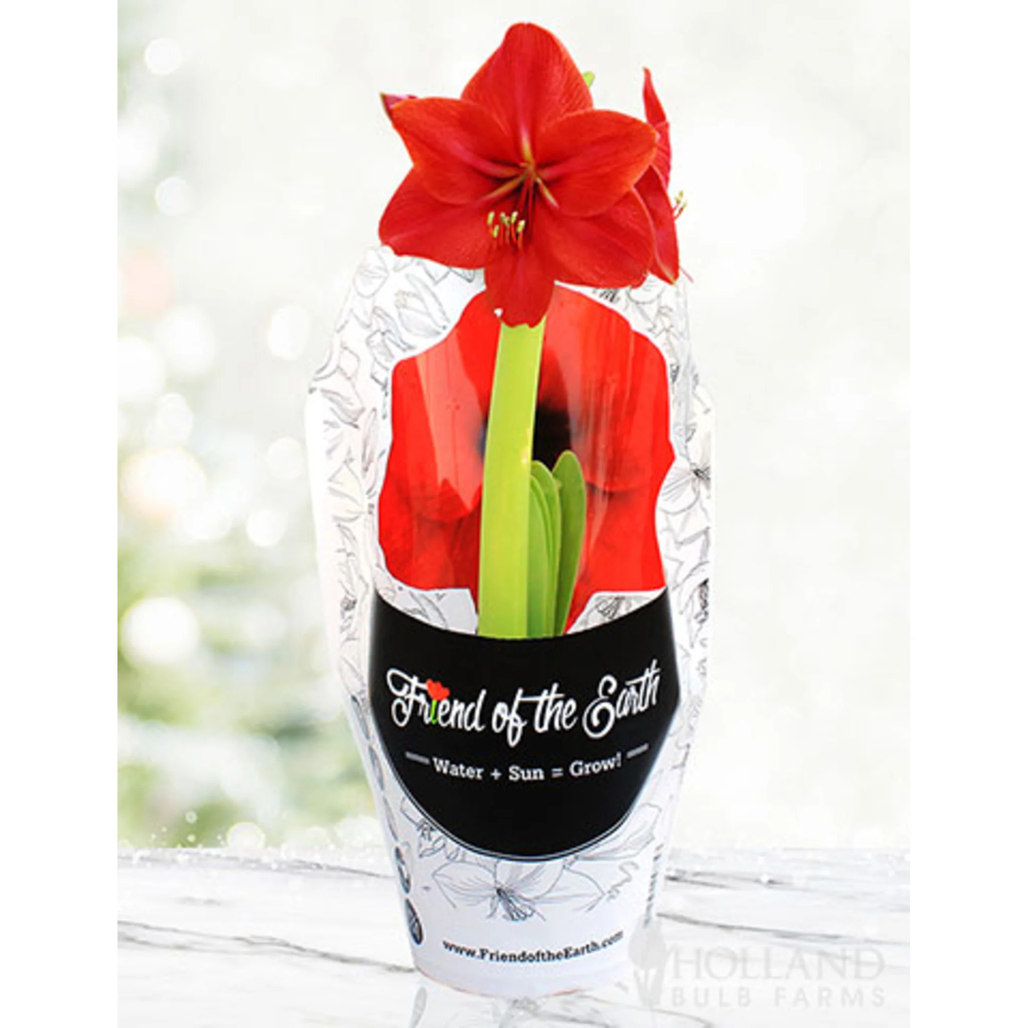 Red Lion Amaryllis Kit For Sale Online | The Tree Center