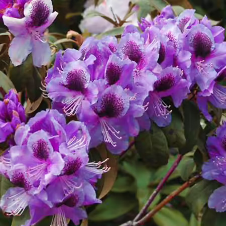 Abe Arnott Rhododendron For Sale Online | The Tree Center
