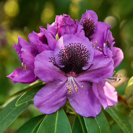 Abe Arnott Rhododendron For Sale Online | The Tree Center