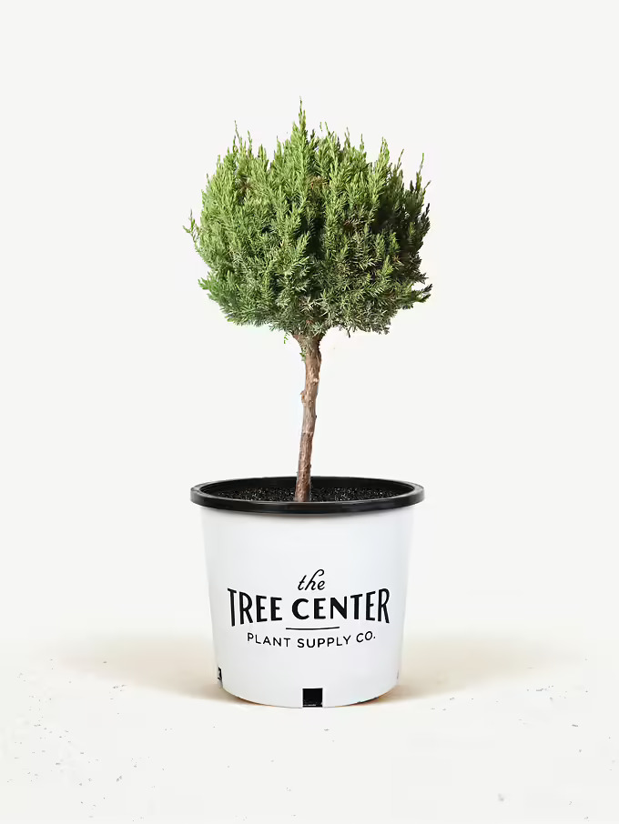 Juniper Trees For Sale Online | The Tree Center