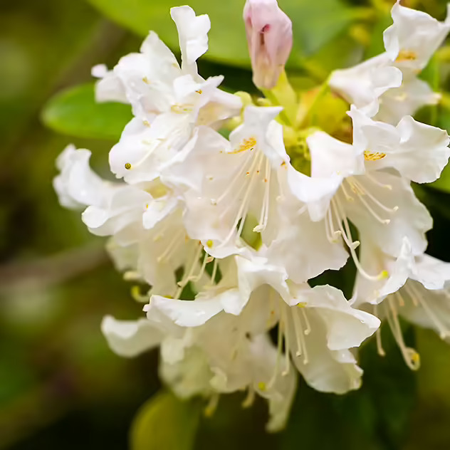Cunningham's White Rhododendron For Sale Online | The Tree Center