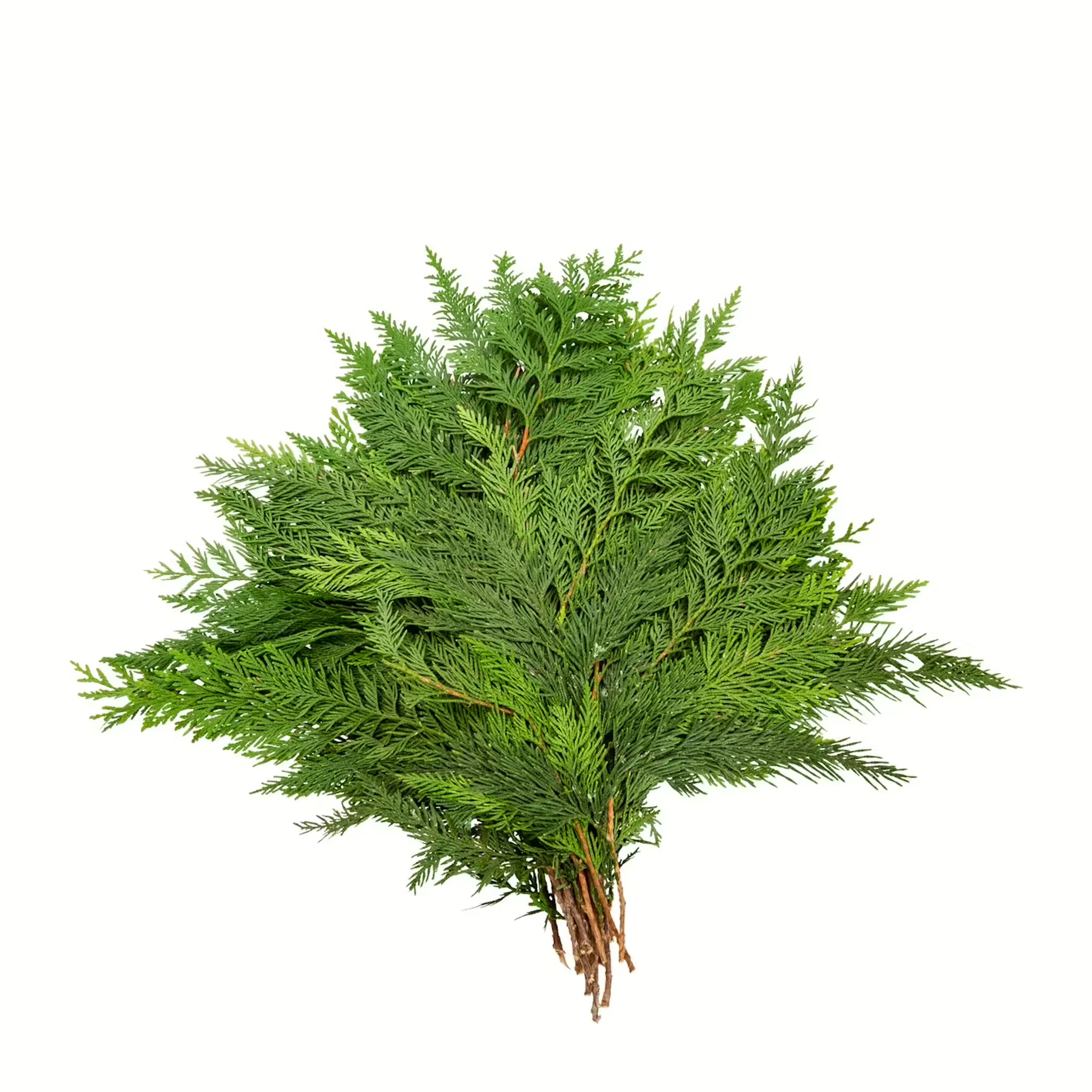 Holiday Bough Bundles For Sale Online | The Tree Center