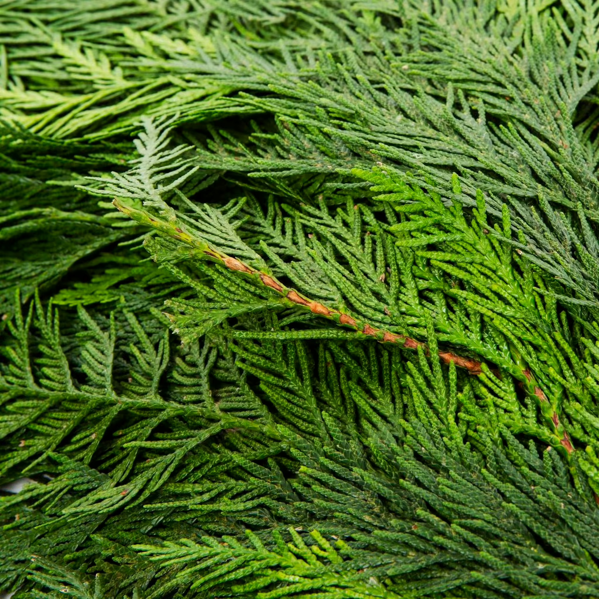 Holiday Bough Bundles For Sale Online | The Tree Center