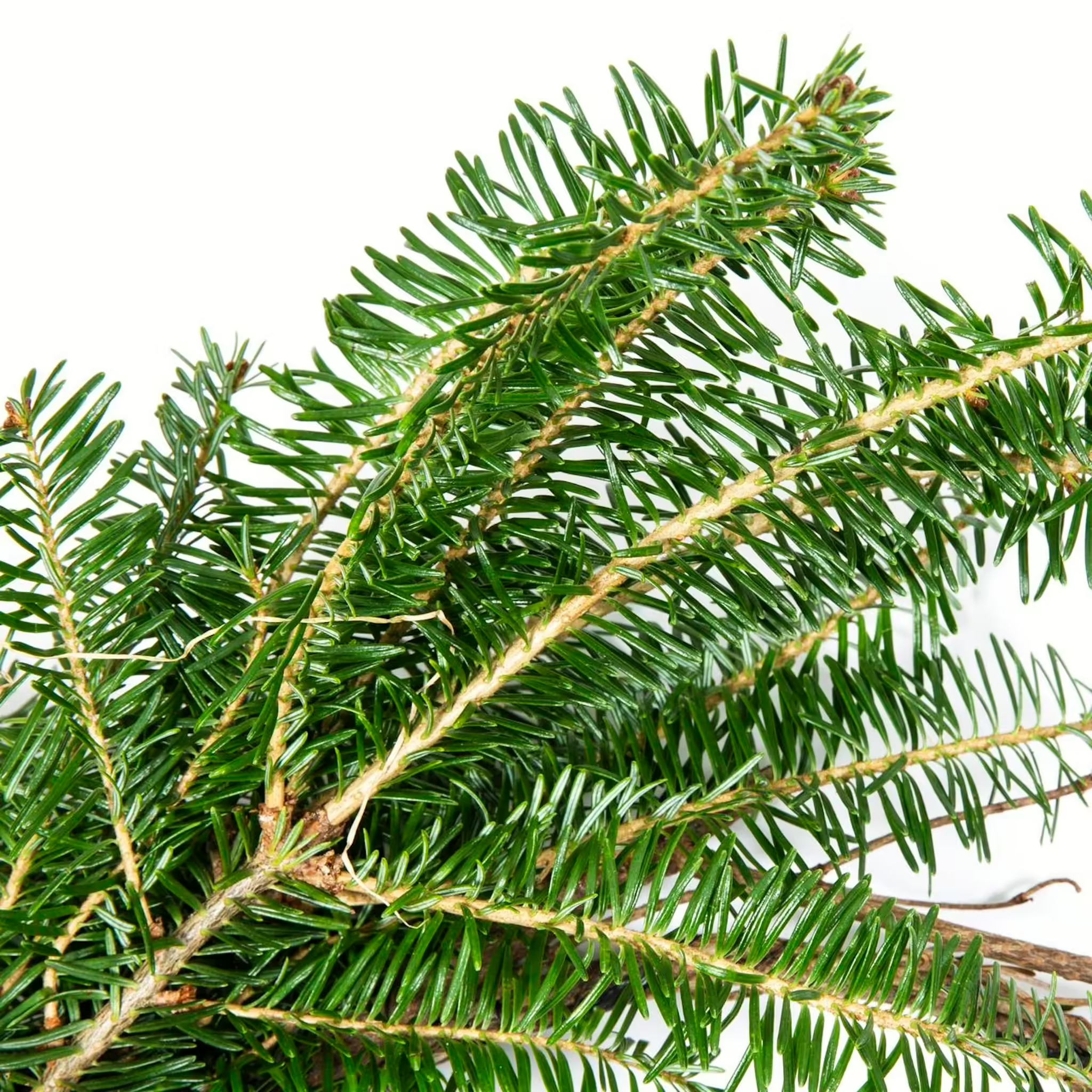 Holiday Bough Bundles For Sale Online | The Tree Center