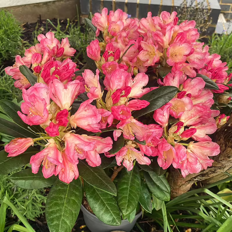 Percy Wiseman Rhododendron For Sale Online | The Tree Center