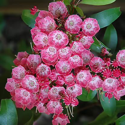 Pink Charm Mountain Laurel Shrubs For Sale Online | The Tree Center