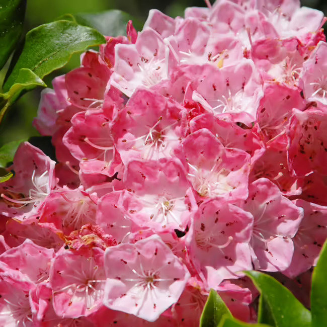 Pink Charm Mountain Laurel Shrubs For Sale Online | The Tree Center