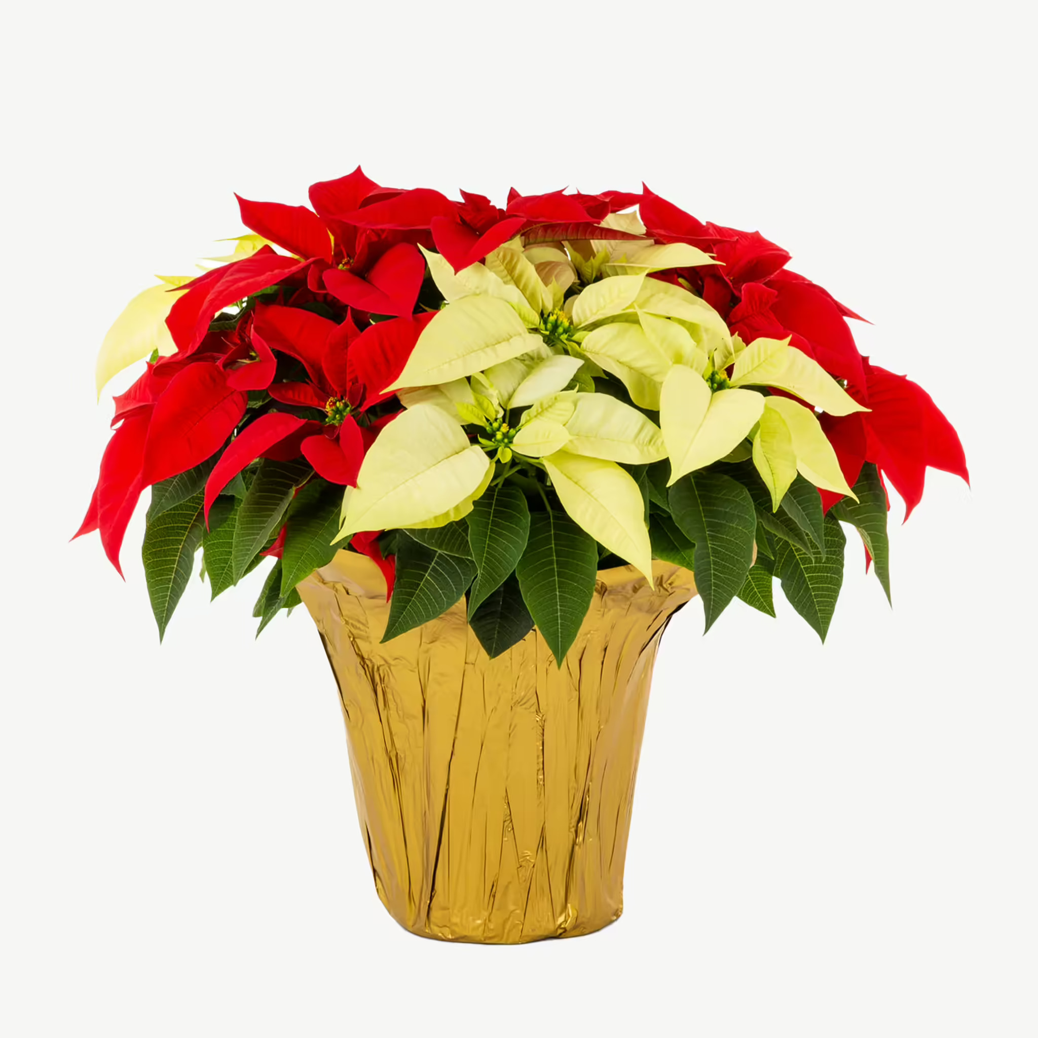 Red and White Holiday Poinsettia For Sale Online | The Tree Center