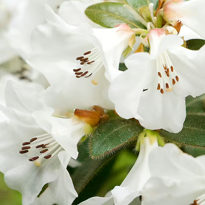 Snow Lady Rhododendron For Sale Online | The Tree Center