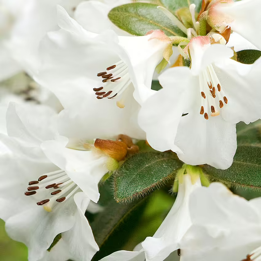 Snow Lady Rhododendron For Sale Online | The Tree Center
