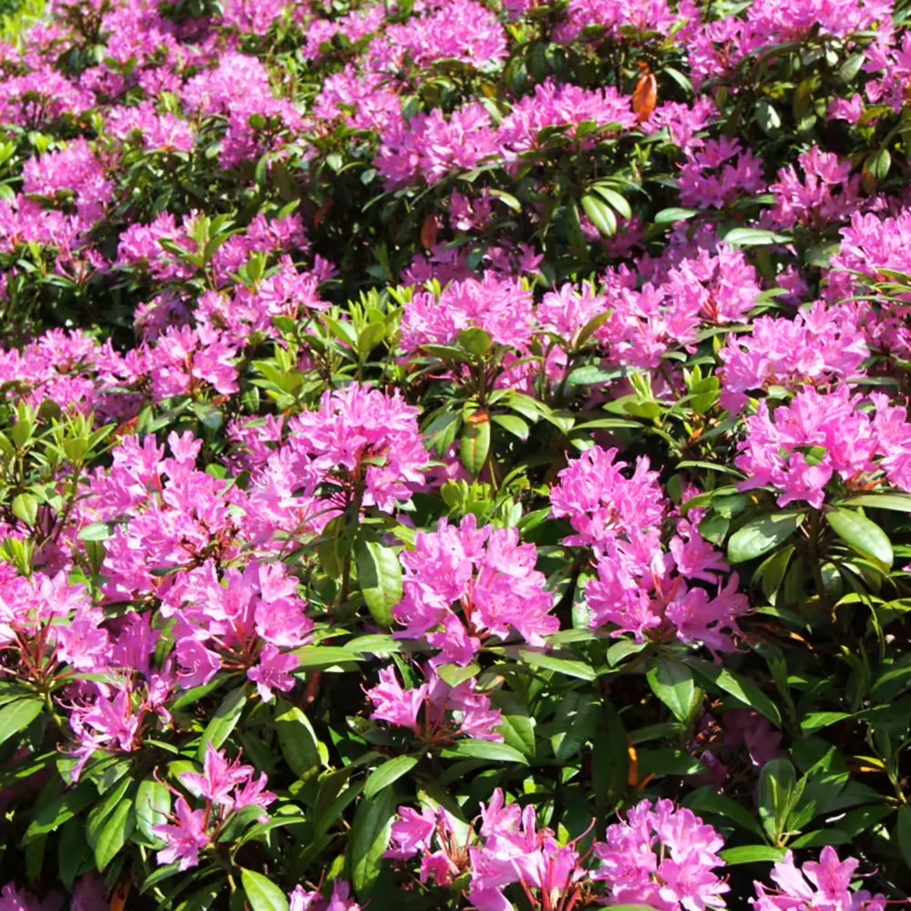 Silver Edge Rhododendron For Sale Online | The Tree Center