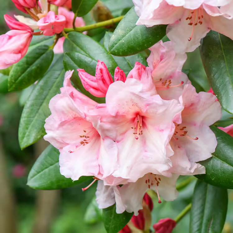 Virginia Richards Rhododendron For Sale Online | The Tree Center
