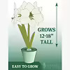 Red Lion Amaryllis Kit For Sale Online | The Tree Center