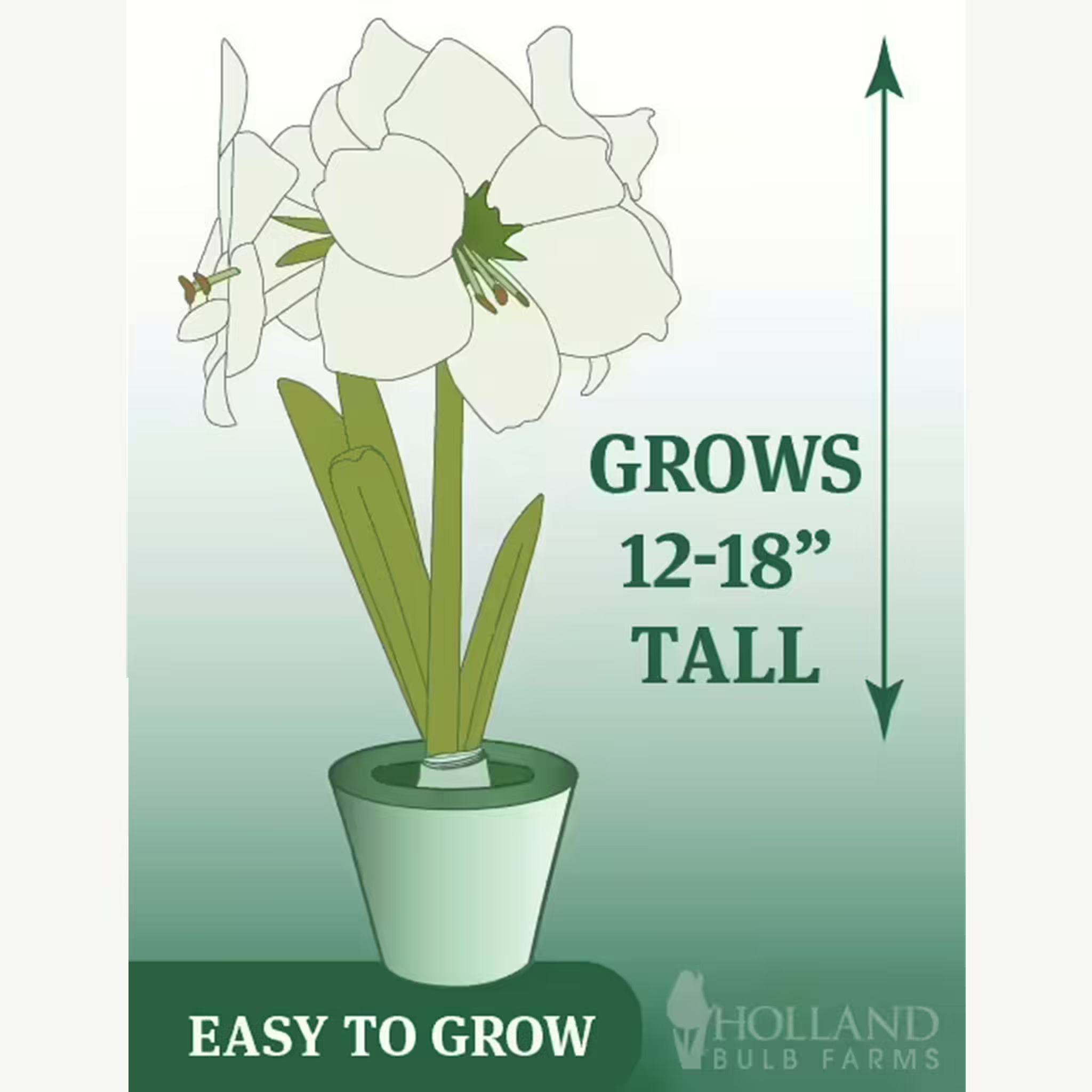 Red Lion Amaryllis Kit For Sale Online | The Tree Center