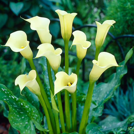 Black Eyed Lady Calla Lily Bulbs | The Tree Center™