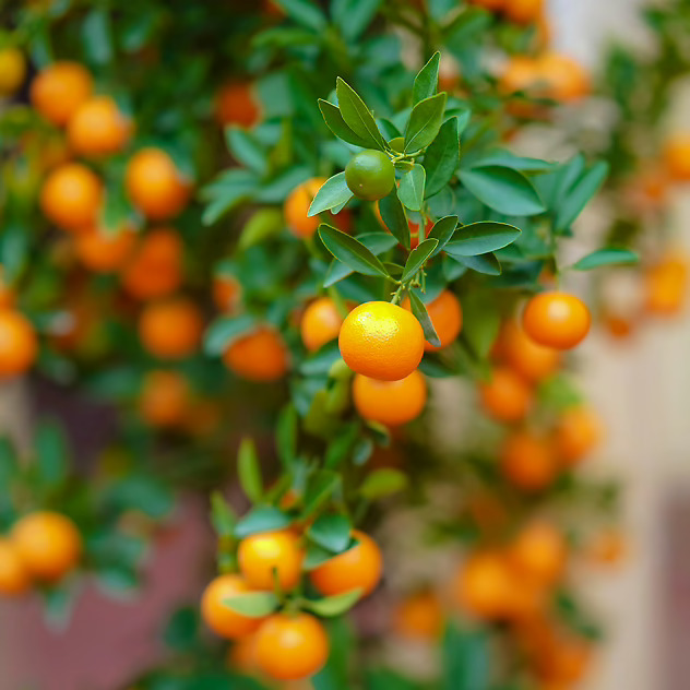California Honey Mandarin Tree For Sale Online | The Tree Center