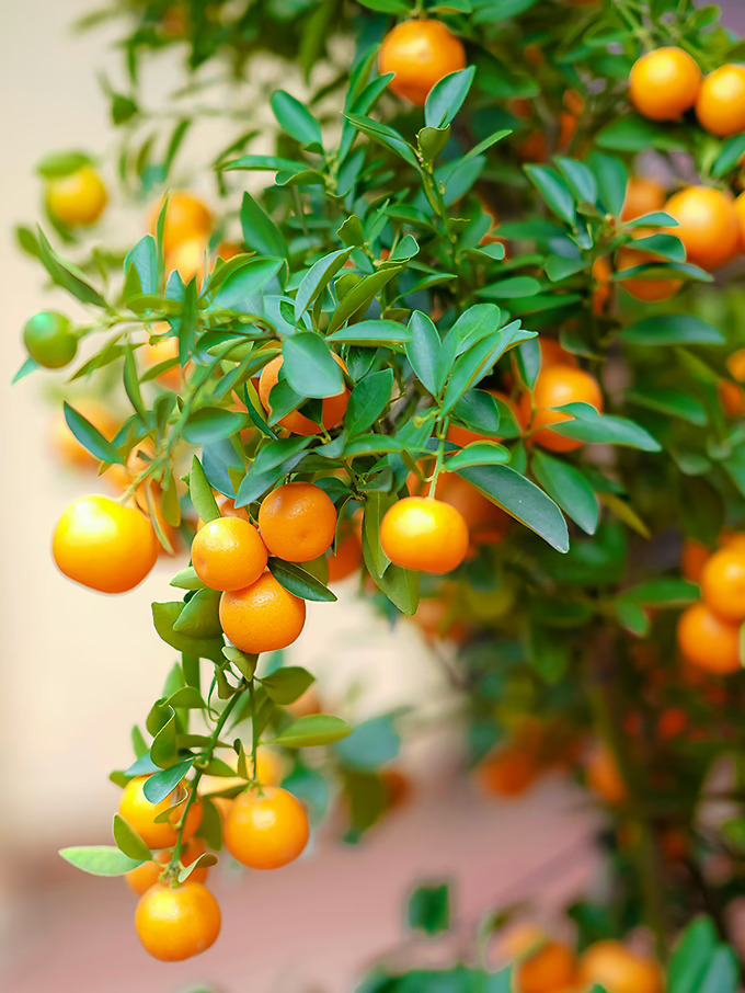 Citrus Trees and Plants For Sale Online | The Tree Center