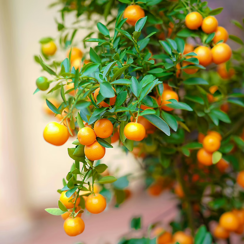 California Honey Mandarin Tree For Sale Online | The Tree Center