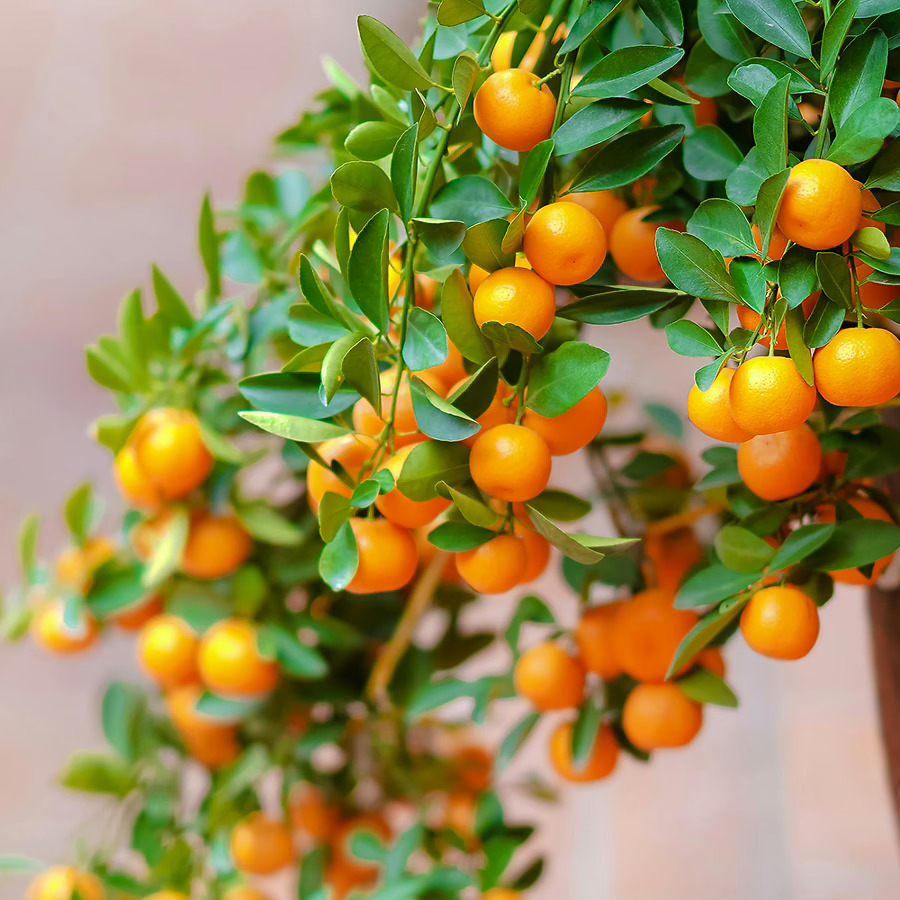 California Honey Mandarin Tree For Sale Online | The Tree Center