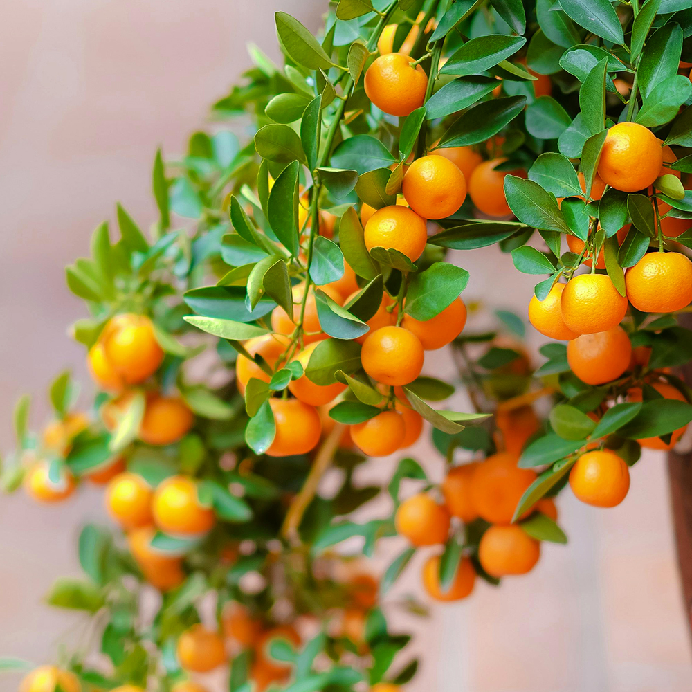 California Honey Mandarin Tree For Sale Online | The Tree Center