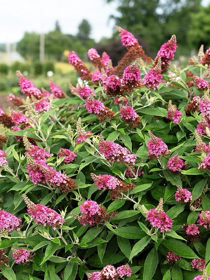 Butterfly Bushes For Sale Online | The Tree Center