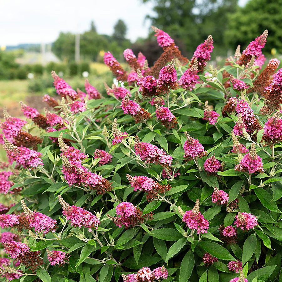Dapper® Pink Butterfly Bush For Sale Online | The Tree Center