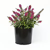 Dapper® Pink Butterfly Bush For Sale Online | The Tree Center