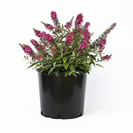Dapper® Pink Butterfly Bush For Sale Online | The Tree Center