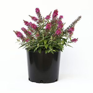 Dapper® Pink Butterfly Bush For Sale Online | The Tree Center