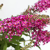 Dapper® Pink Butterfly Bush For Sale Online | The Tree Center