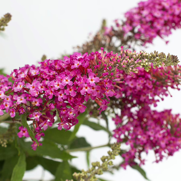 Dapper® Pink Butterfly Bush For Sale Online | The Tree Center