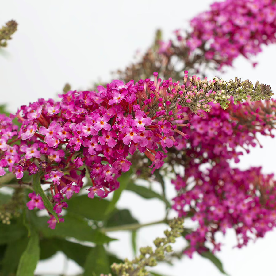 Dapper® Pink Butterfly Bush For Sale Online | The Tree Center