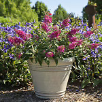 Dapper® Pink Butterfly Bush For Sale Online | The Tree Center