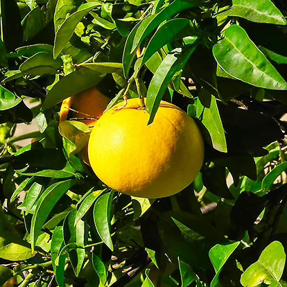 Genoa Lemon Trees For Sale Online | The Tree Center