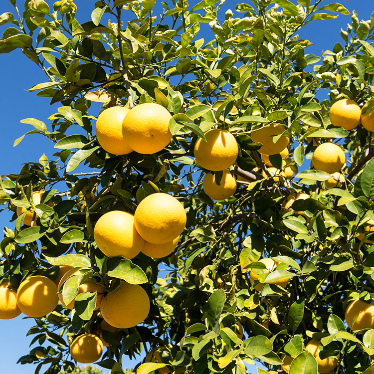 Cocktail Semi-Dwarf Grapefruit Tree For Sale Online | The Tree Center