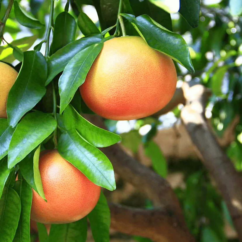 Cocktail Semi-Dwarf Grapefruit Tree For Sale Online | The Tree Center