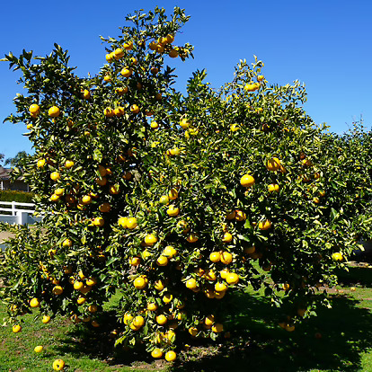 Cocktail Semi-Dwarf Grapefruit Tree For Sale Online | The Tree Center