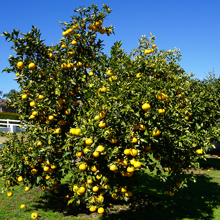 Cocktail Semi-Dwarf Grapefruit Tree For Sale Online | The Tree Center