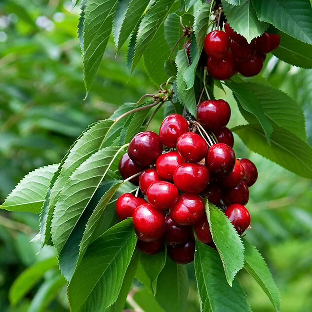 Lapins Cherry Tree For Sale Online | The Tree Center