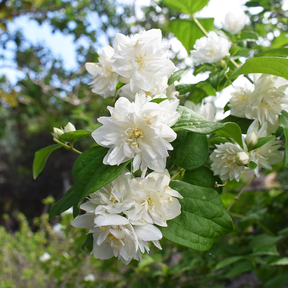 Blizzard Mock Orange For Sale Online | The Tree Center