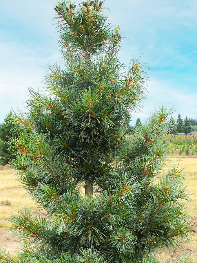 Pine Trees For Sale Online | The Tree Center