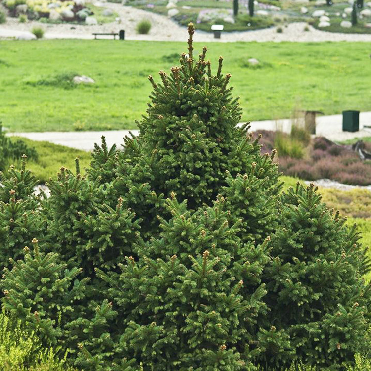 Ohlendorf Norway Spruce For Sale Online | The Tree Center