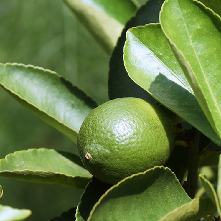 Persian 'Bearss' Lime Tree For Sale Online | The Tree Center