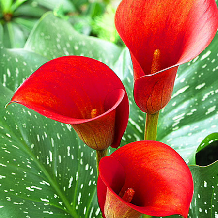 Red Alert Calla Lily Bulbs | The Tree Center™